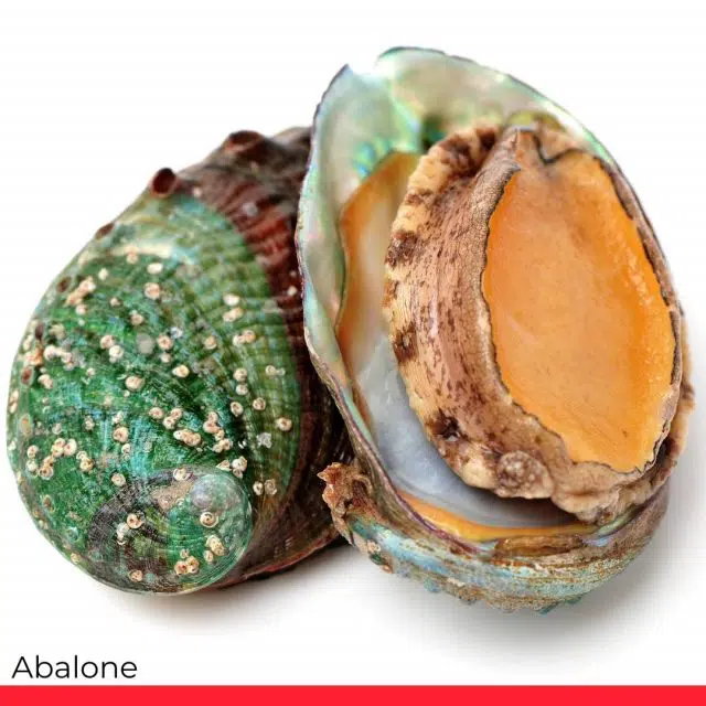 All about Abalone (Taste, Price, How to Cook) - Chef's Pencil