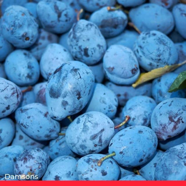 19 Amazing Blue Fruits You Need to Try - Chef's Pencil